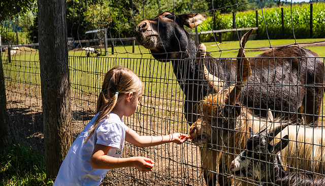 Things to do in Rothwell | Manning Stainton